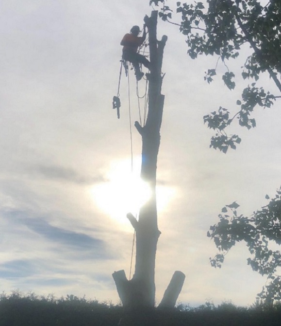 Appleton Tree Service, Serving Grand Chute and Greater Fox Valley